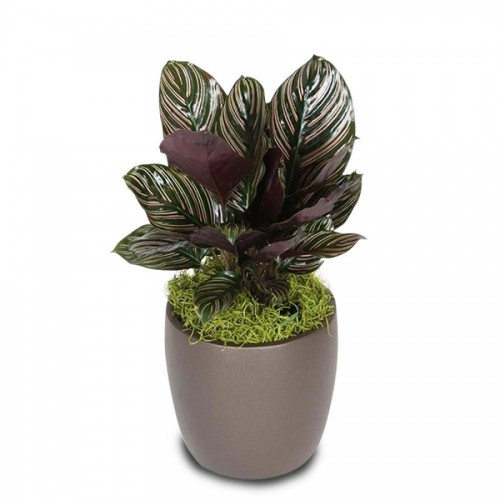 jual Tanaman Calathea Ornata - HP: 085608566034 jual Tanaman Calathea Ornata - HP: 085608566034